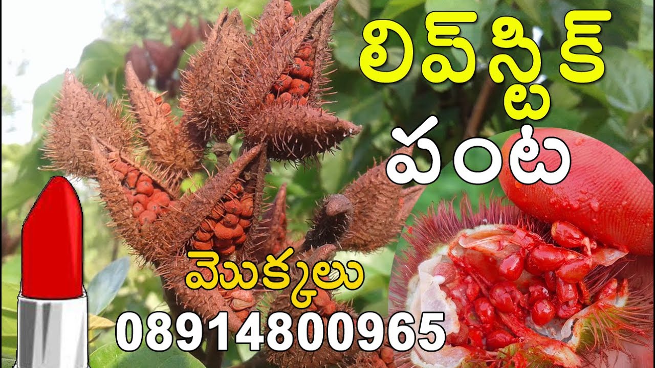 Lipstick seeds/farming /annatto /bixa orellana plants for sale ...