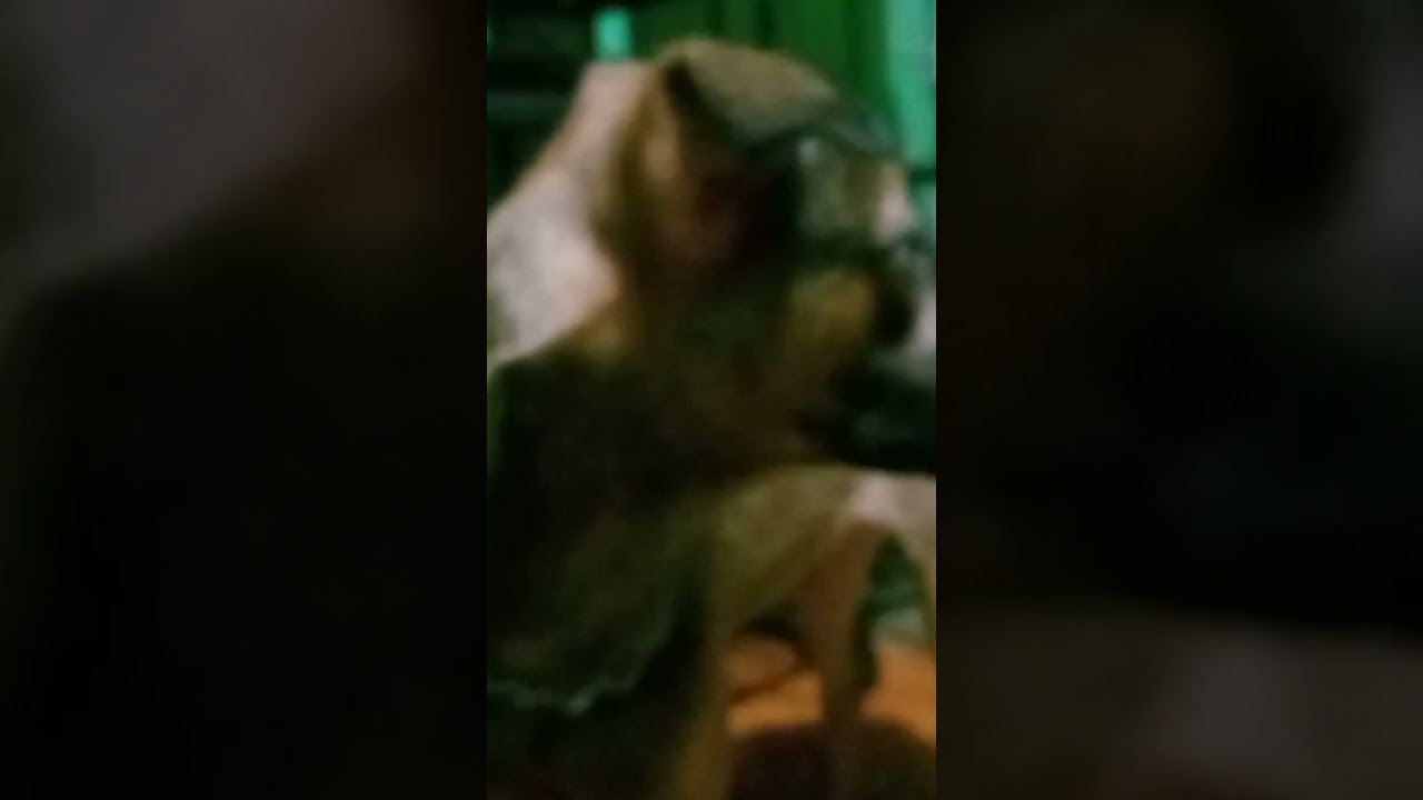 twin suplado - YouTube