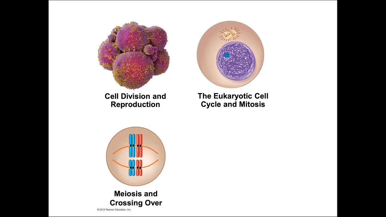 Lecture 5 Cell Cycle Part 1 Cell Division and Reproduction - YouTube