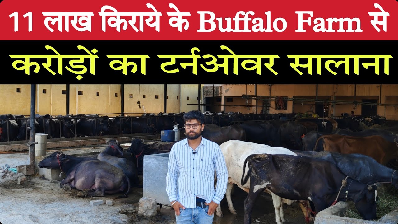किराये के Buffalo Dairy Farm से करोड़ों का टर्नओवर || Buffalo Farming ...