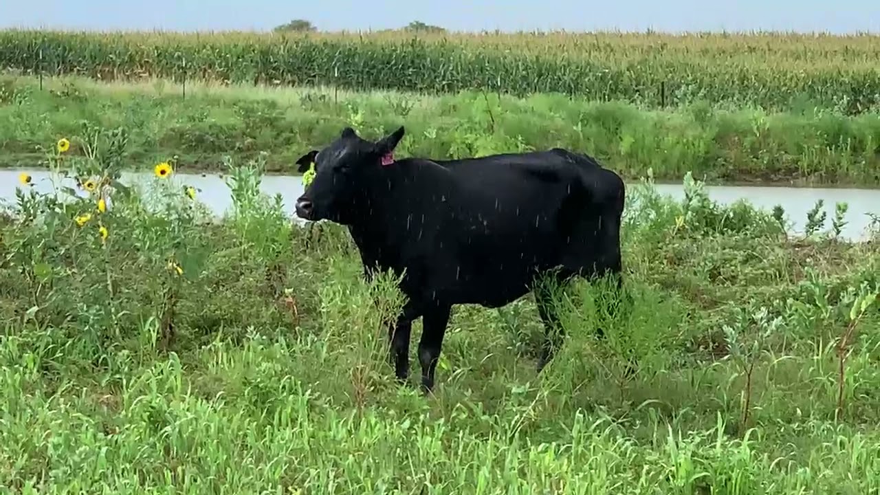 20 head of black and black motley face cows, #07014 | Cattle for sale ...