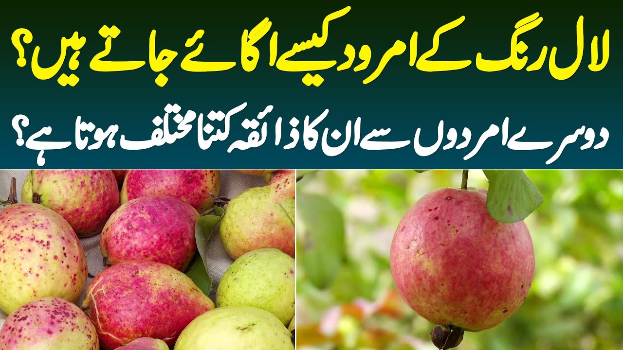 Red Color Ke Nayab Pakistani Amrood - Red Guava Ki Farming Kese Hoti ...