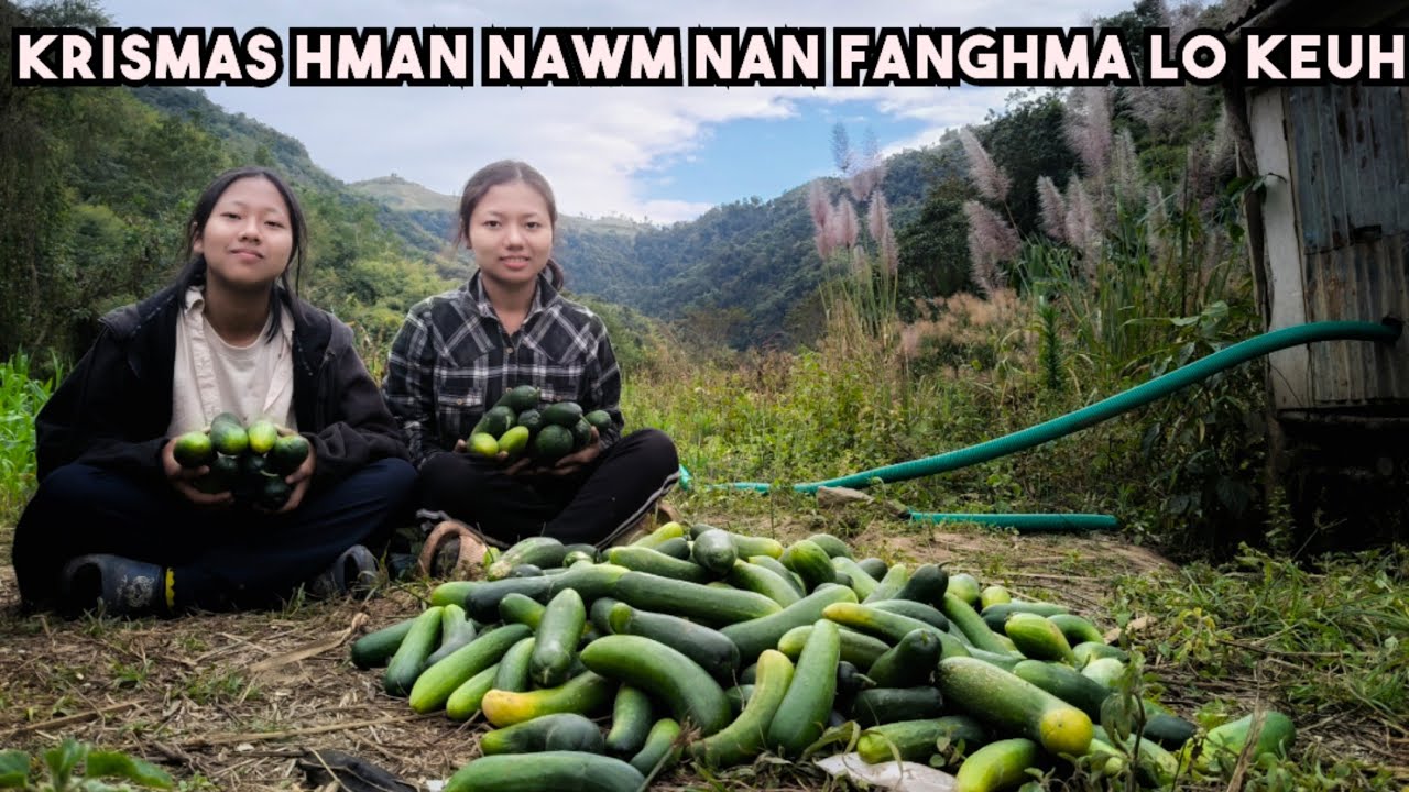 Krismas hma Fanghma lawh ṭum 2-na| HARVESTING CUCUMBER - YouTube