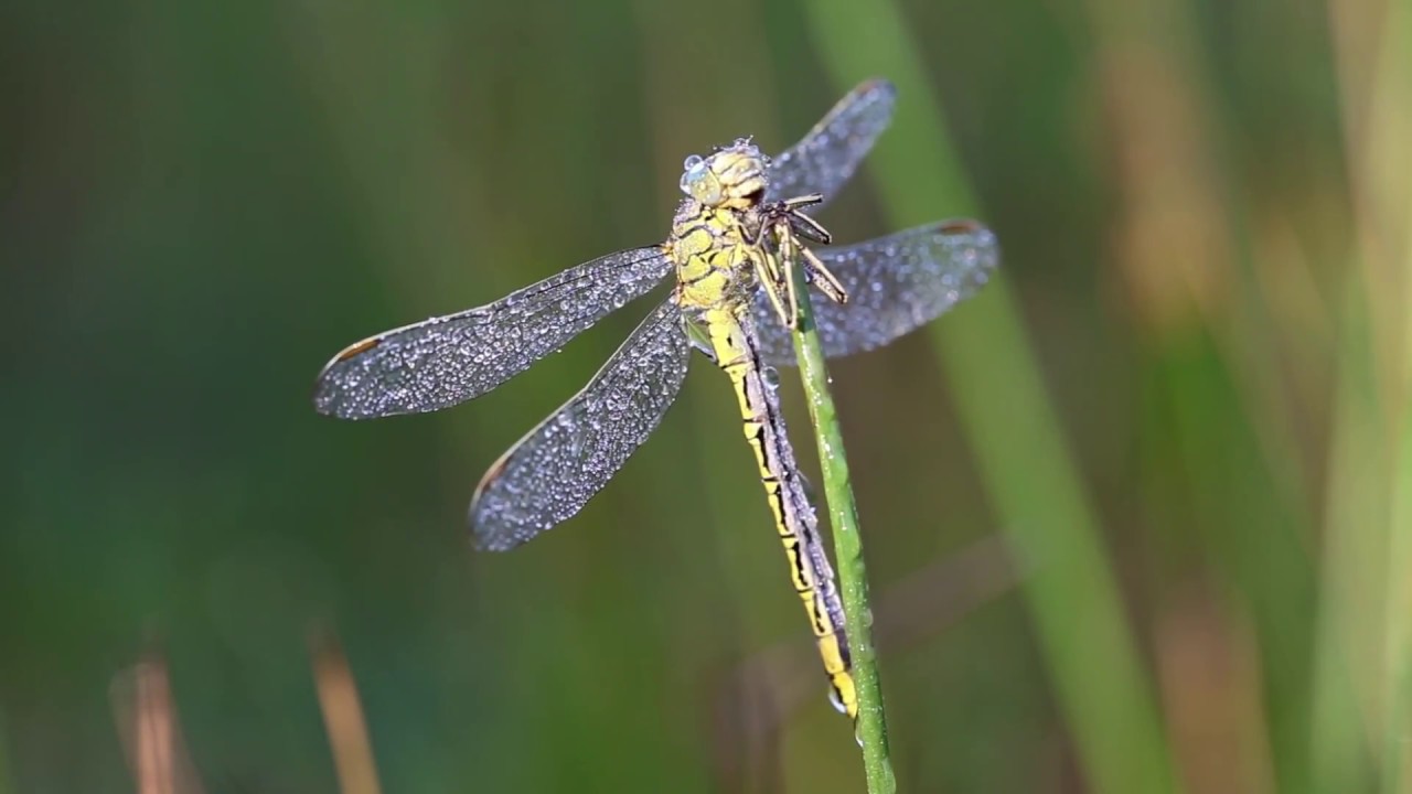 Fire dragonfly - YouTube