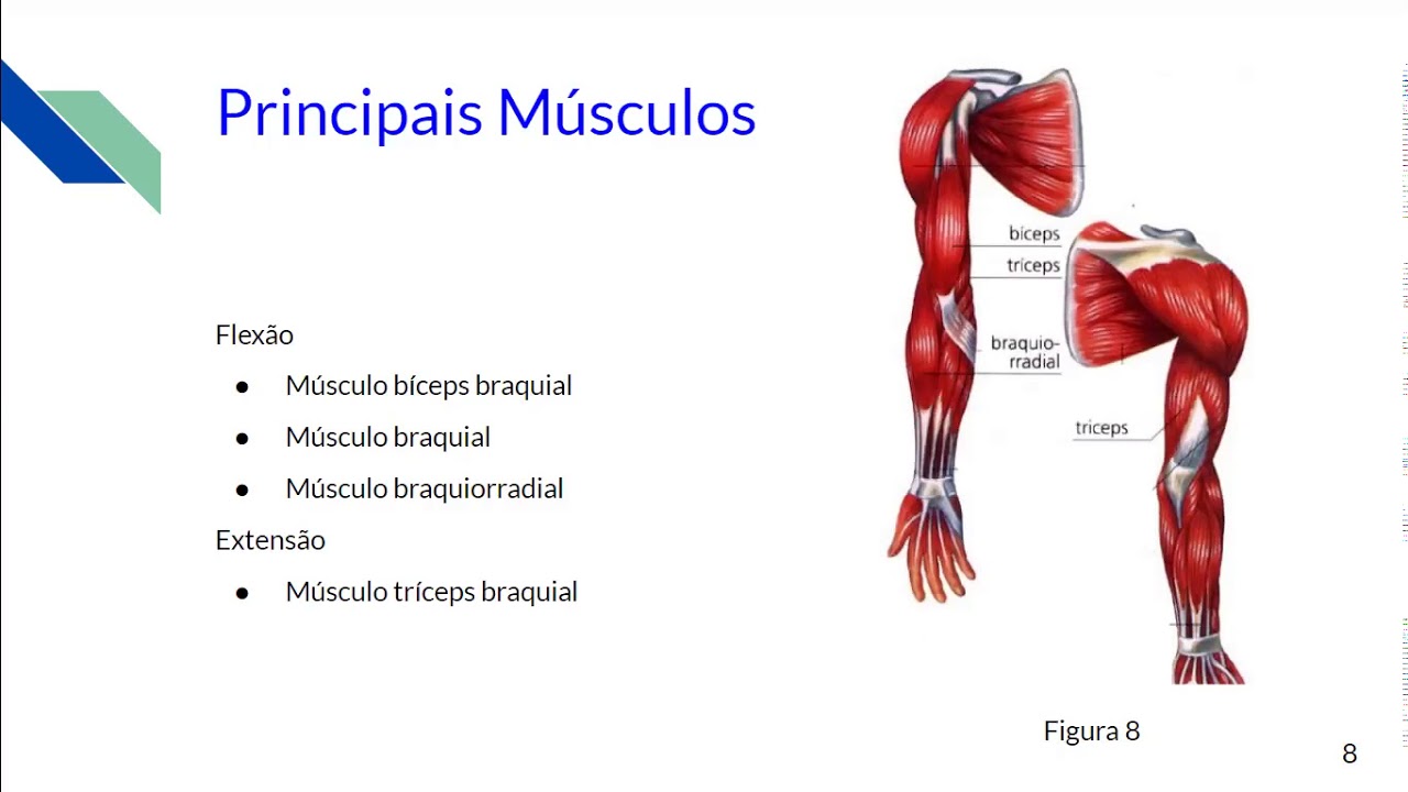 Seminário de Anatomia- Articulação do cotovelo - YouTube