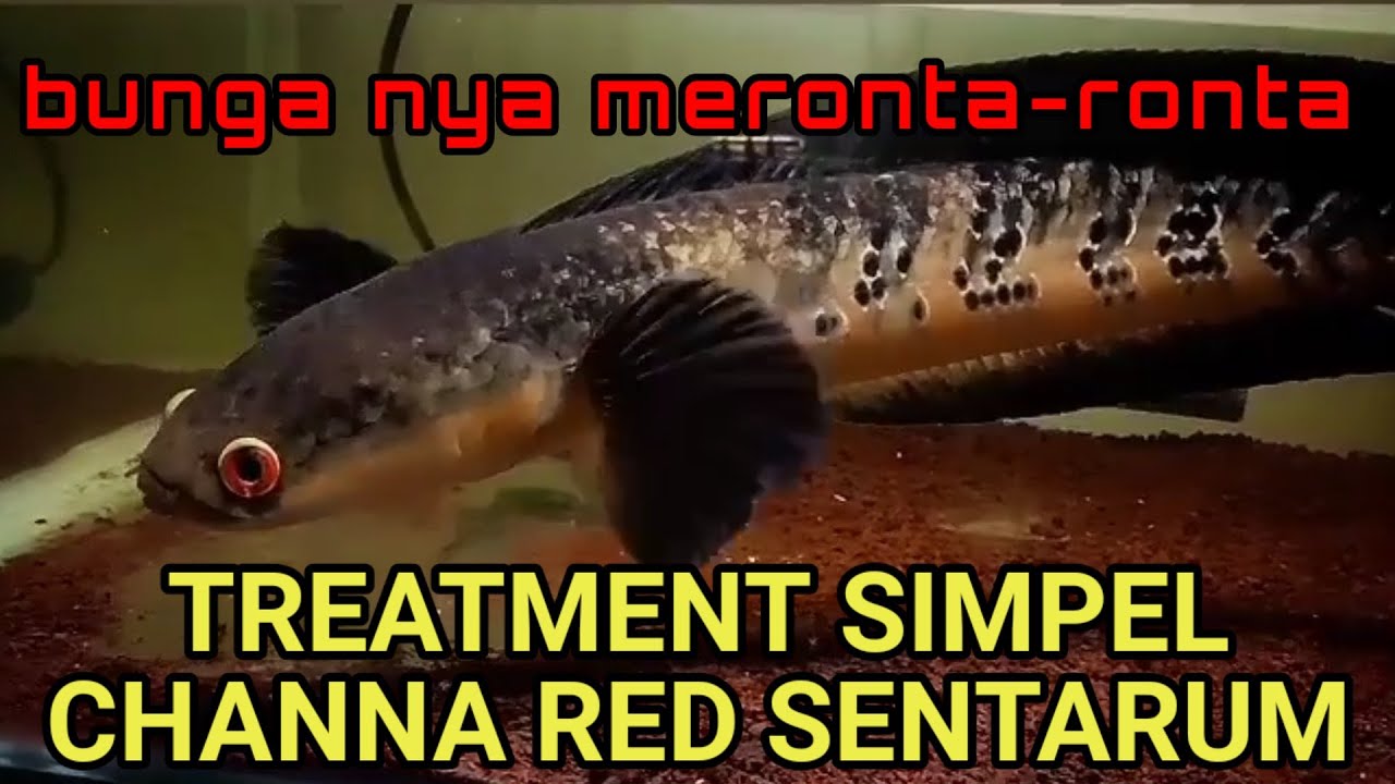 PROGRES BUNGA CHANNA RED SENTARUM - CARA SIMPEL TREATMENT BUNGA CHANNA ...