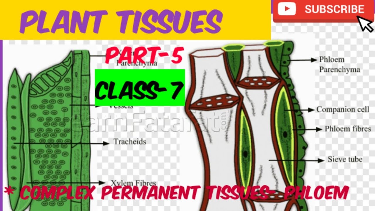 PLANT TISSUES// complex permanent tissue// Part-5 // Class-7 ...