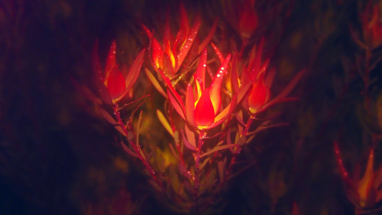 light on fire - YouTube