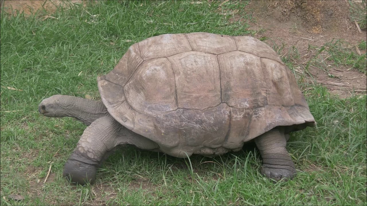 Aldabra Turtle, July 22, 2018 - YouTube