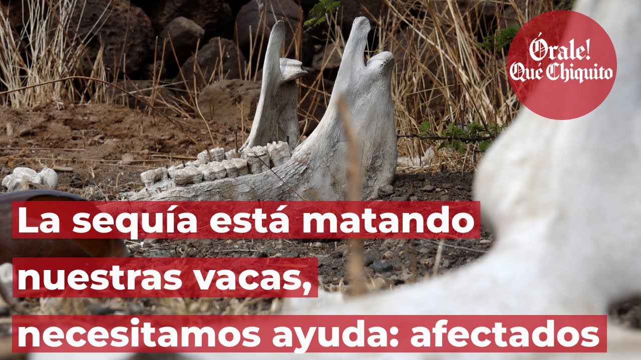La sequía está matando nuestras vacas, necesitamos ayuda, afectados ...