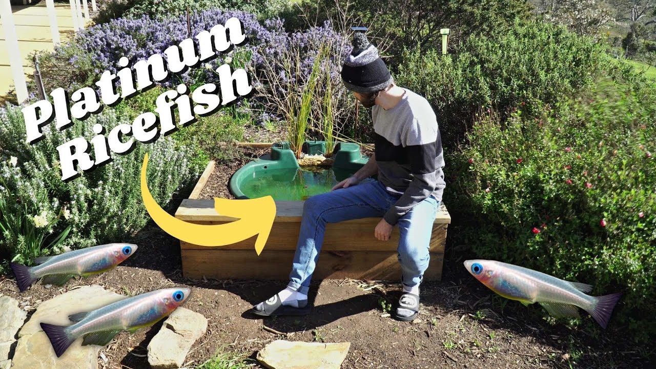 Setting Up a 200 Litre DIY Outdoor RICEFISH Pond! - YouTube