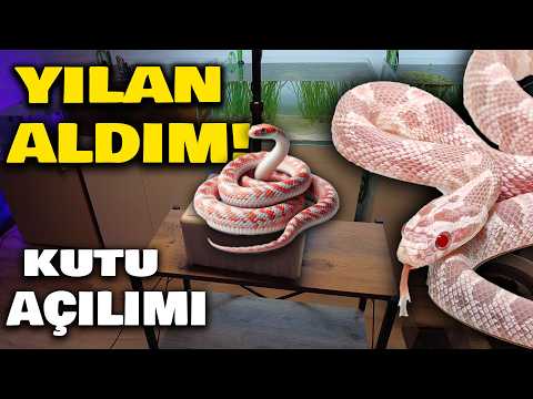 YILAN ALDIM! | KUTU AÇILIMI | #yılan #cornsnake #akvaryum