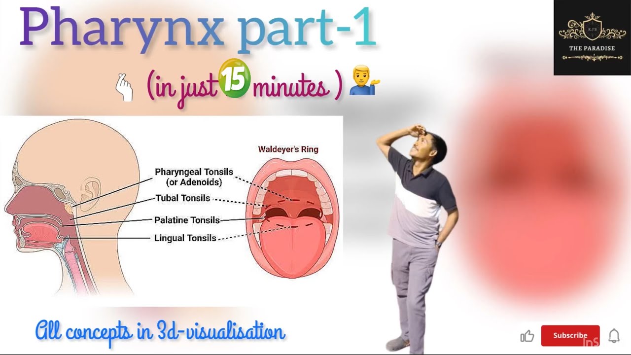 Pharynx part 1 in simplified way #pharynx #anatomy #respiratory… - YouTube