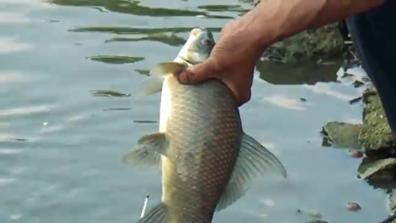 Best Trial Fishing Videos By Fish Watching - YouTube