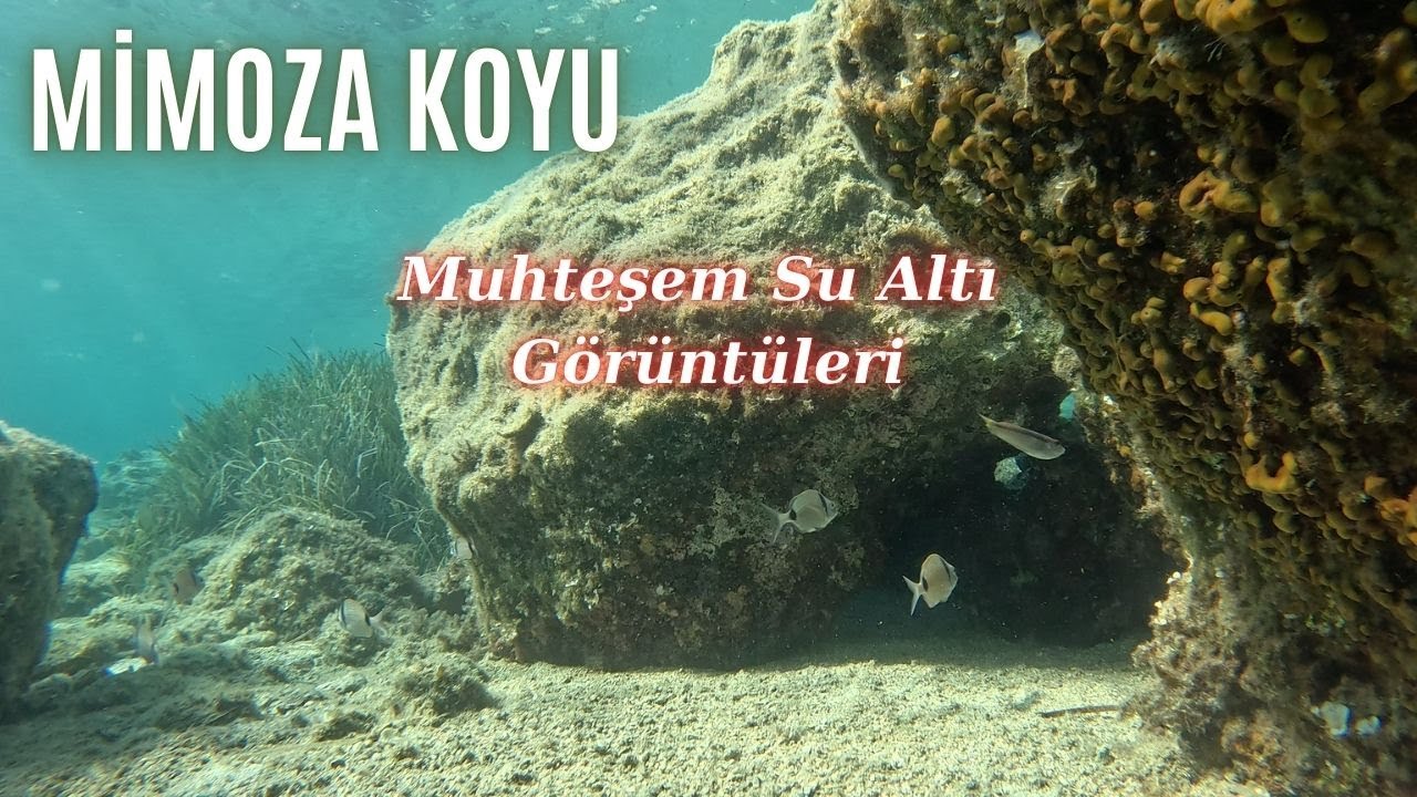 KARABURUN "Mimoza Koyu" DENİZ ALTI GÖRÜNTÜLERİ - YouTube