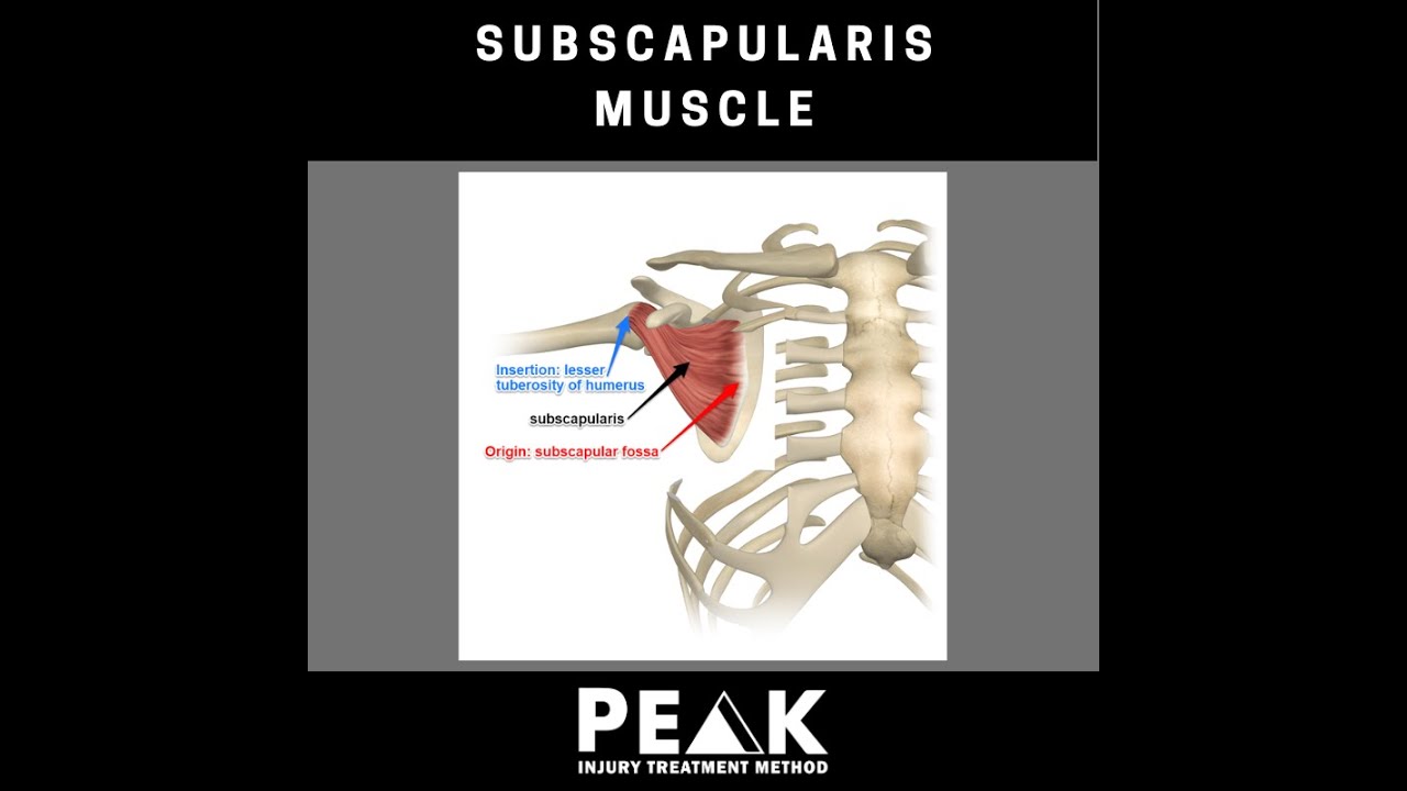 Scar Tissue In This Muscle Is A Major Cause Of Shoulder Pain! - YouTube