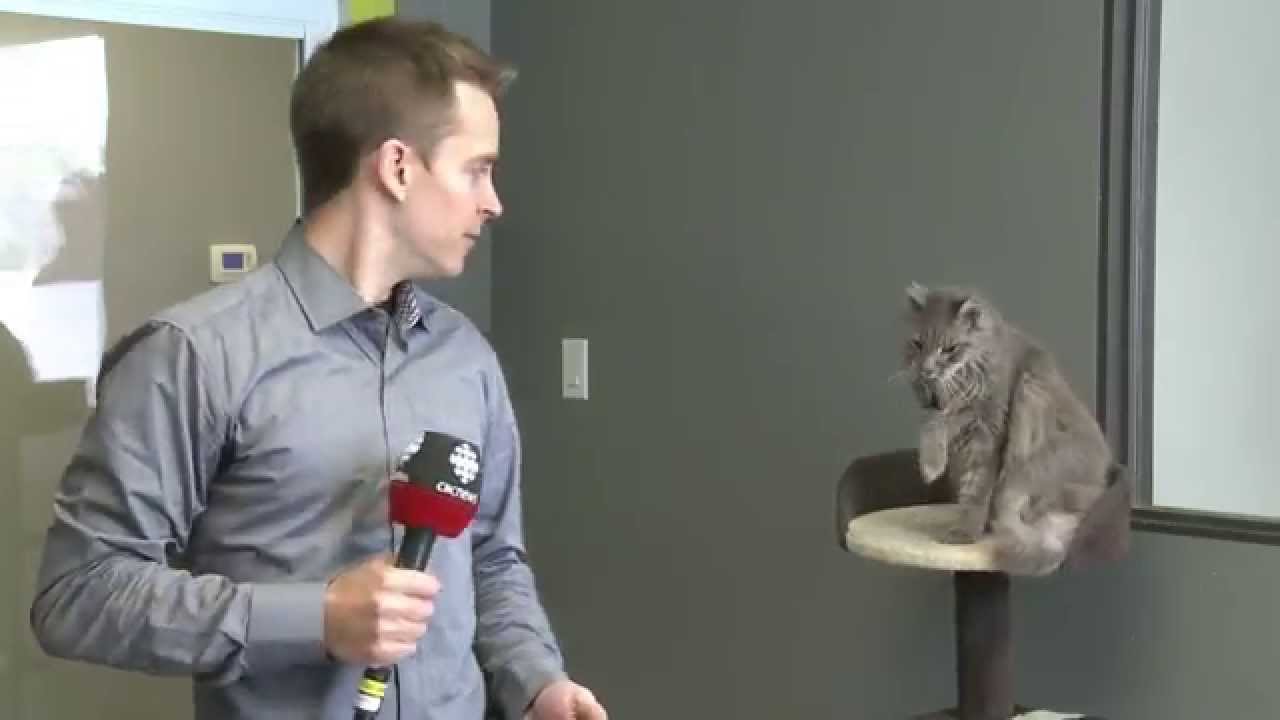 CBC reporter interrupted by cat - YouTube