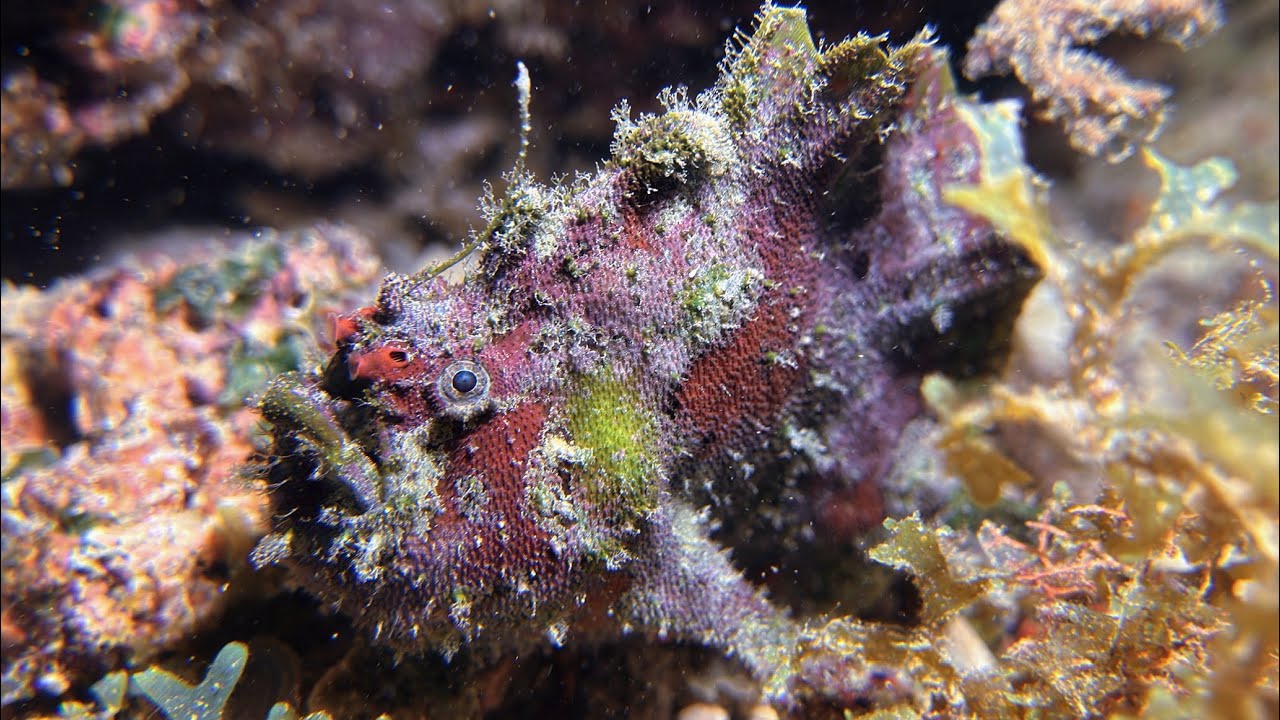 Macro diving in Mactan - Philippines, November 2024 [4K|60fps] - YouTube