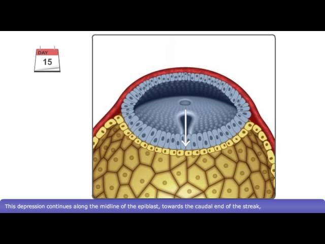 Gastrulation In Human Germ Layer | Definition, Primary Layers,