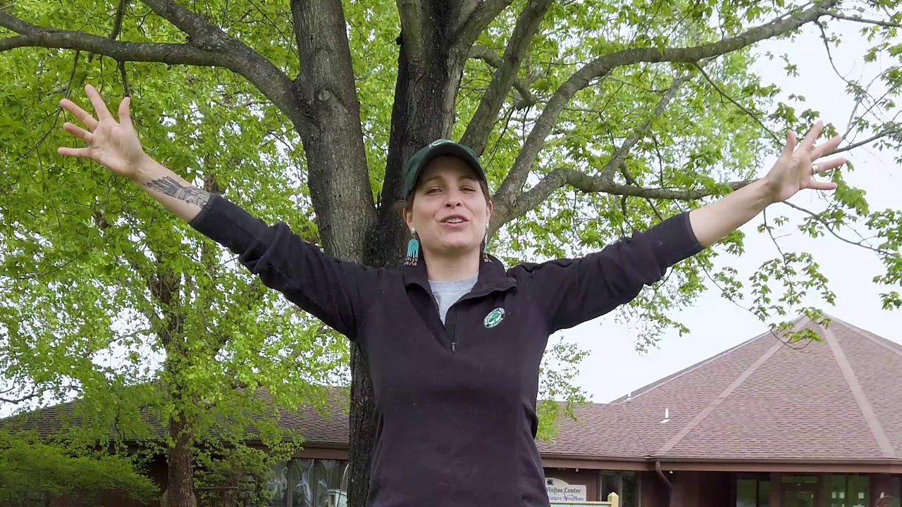 A Tree Yoga Exercise - YouTube