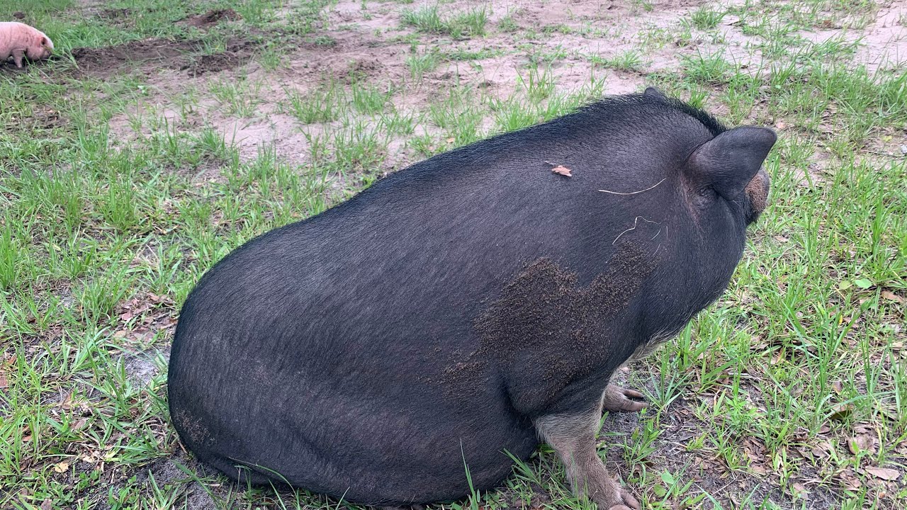 Pot bellied pigs playing in the yard - YouTube