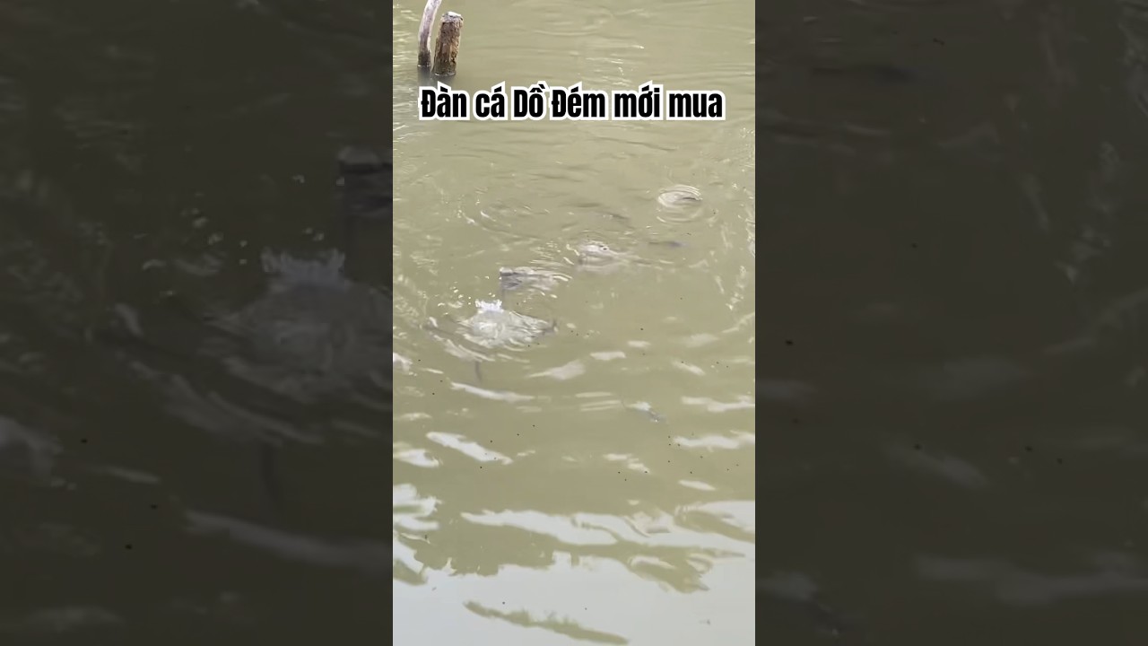 Basa fish farming #familyfarmlife #farming #fishfarming #nuoica - YouTube