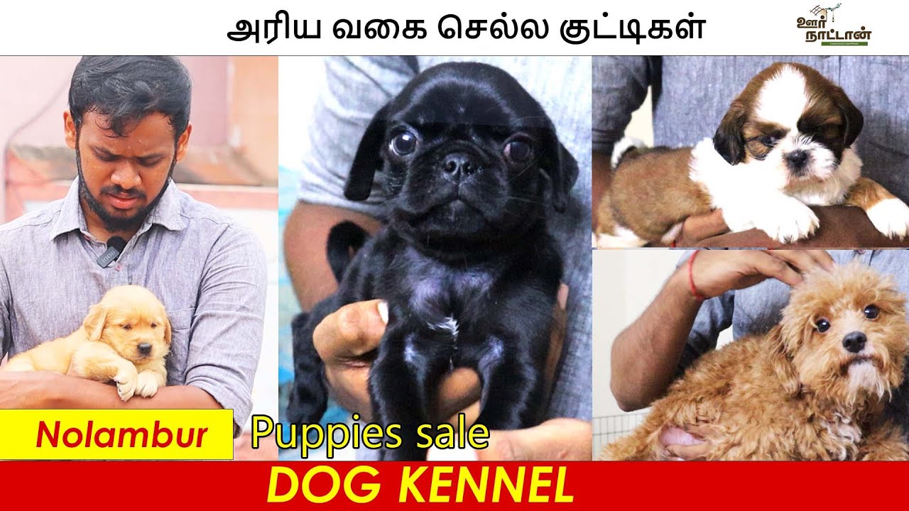 அரிய வகை நாய்க்குட்டிகள் / Rare breed puppies / Toy breeds / puppies ...