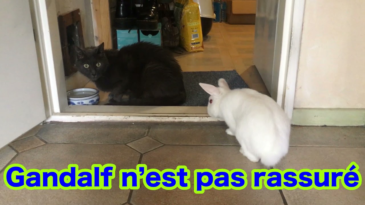 Rencontre chat et lapin - YouTube