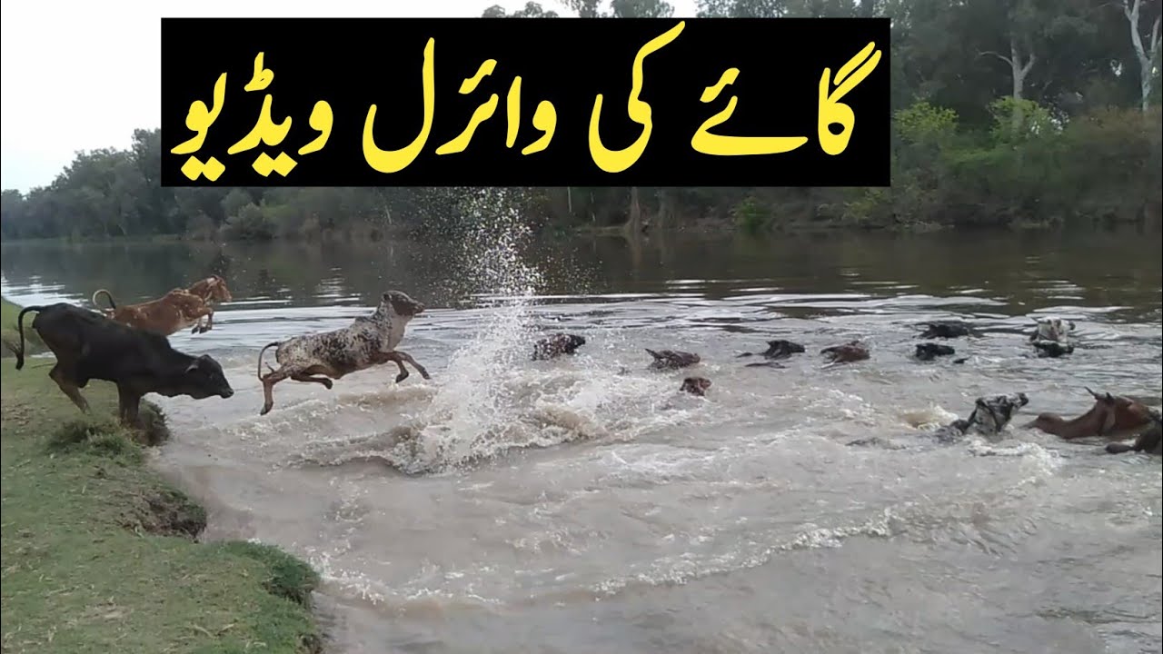 chankara Deer,Black Bucks | Camel Video | Lal Suhanra National Park # ...