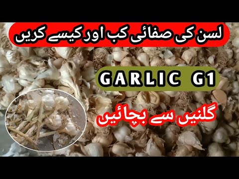 How to clean garlic/لسن کی صفائی کیسے کریں - YouTube