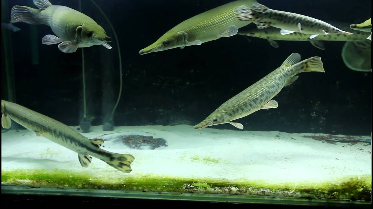 Gar Tank - MonsterFishKeepers.com - [HD Video] - YouTube