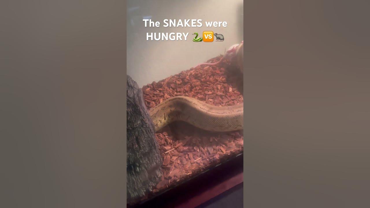 My SNAKES were HUNGRY so LUNCHTIME #ballpython #python #pets #snake # ...