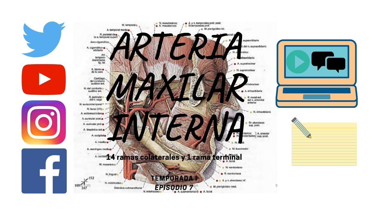 Arteria Maxilar Interna: 14 ramas colaterales y 1 rama terminal ...