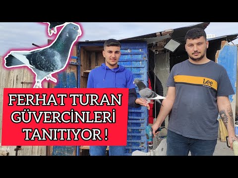 Ferhat Turan Güvercinleri Tanıtıyor..