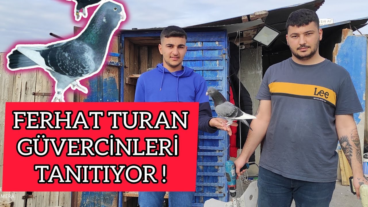 Ferhat Turan Güvercinleri Tanıtıyor.. - YouTube