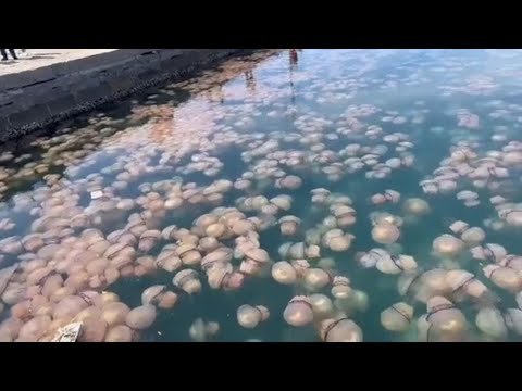 Turisti a Trieste, le meduse diventano la nuova attrazione