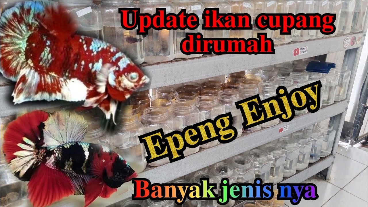 Update ikan Cupang di Epeng Enjoy 👌 - YouTube