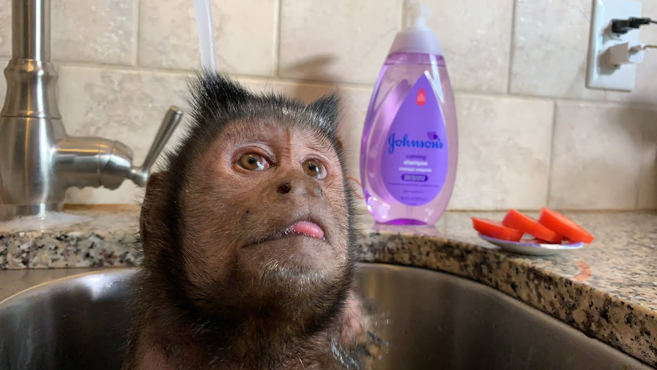 MonkeyBoo Takes a Bath LIVE and UNEDITED!!!! - YouTube