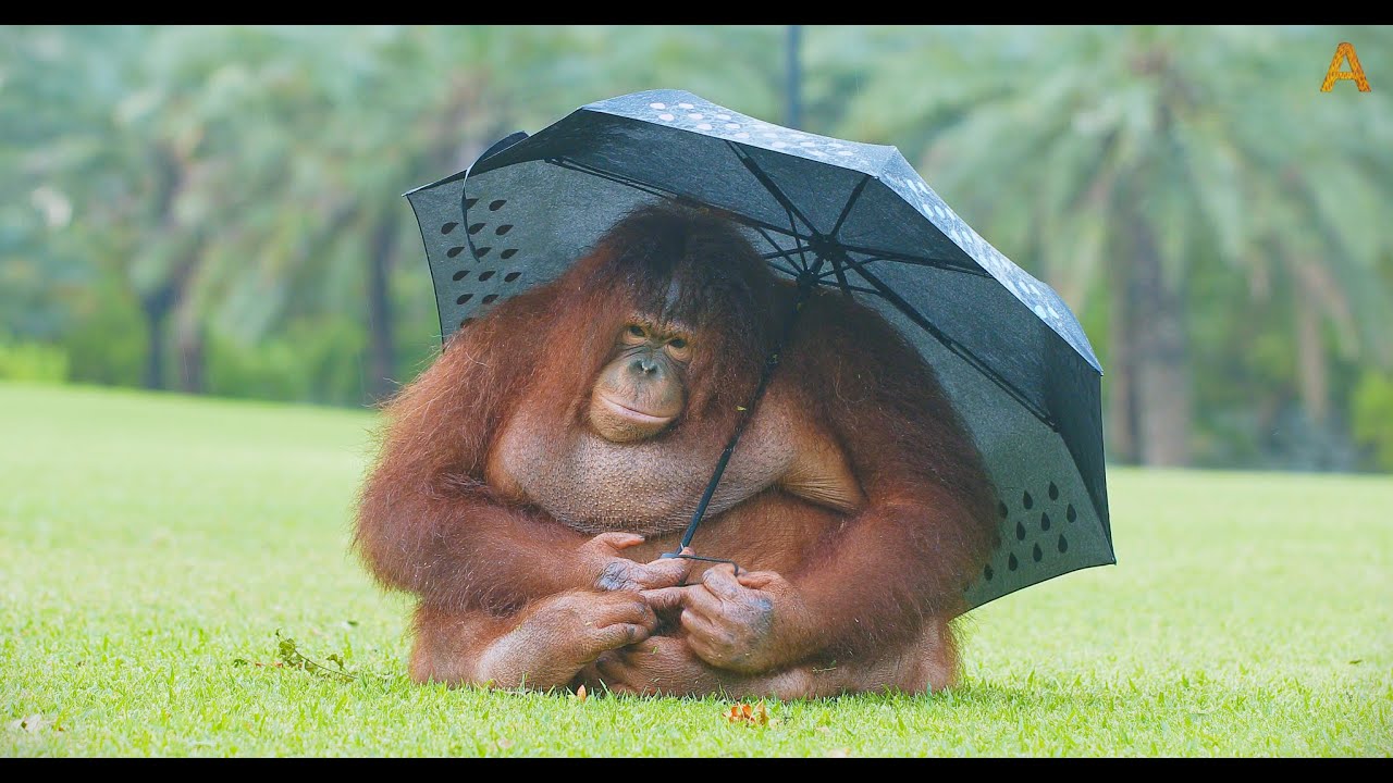Animalia - The Orangutans ponder the rain - YouTube