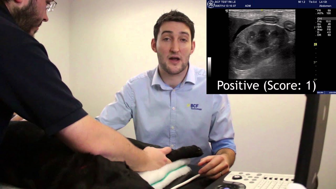 Abdominal Ultrasound FAST Scanning Techniques for Dogs Video 5 ...