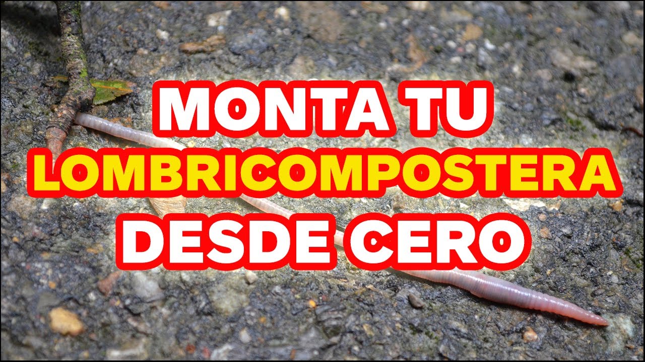 Cómo MONTAR tu LOMBRICOMPOSTERA desde CERO. Trucos y Consejos | Locos ...