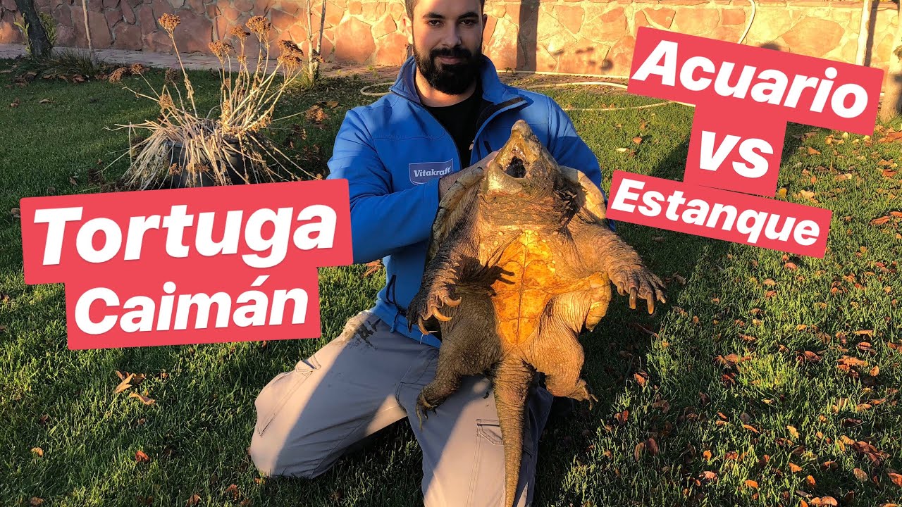 TORTUGA CAIMÁN acuario vs estanque ( mordida máxima ...