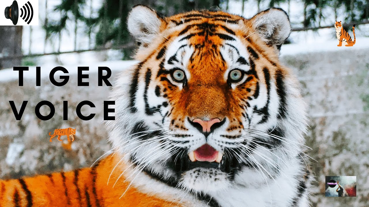 TIGER VOICE | ROAR | BIG CAT | PANTHERA | APEX PREDATOR | CAT SPECIES ...