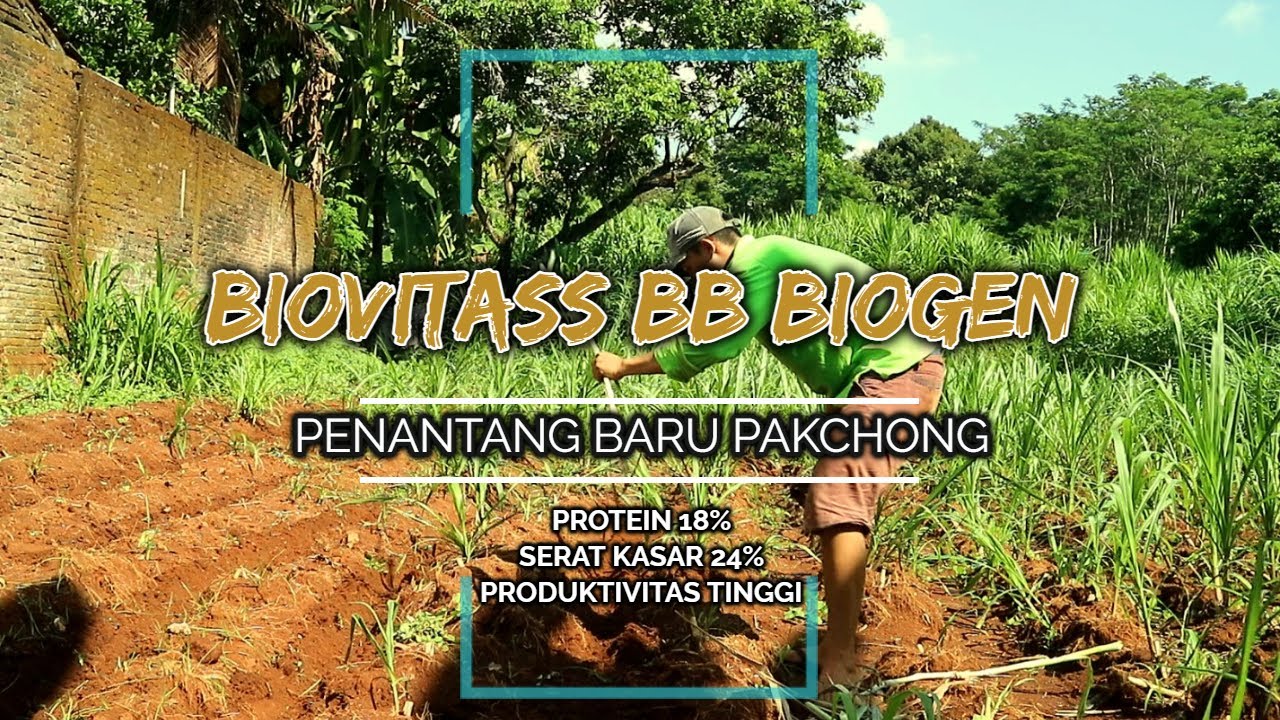 Biovitass dari BB Biogen Rumput Unggul Penantang Pakchong - YouTube