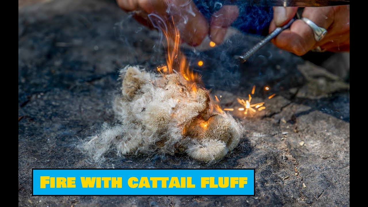 How to Light a Fire With Common Cattail Fluff – Easy Outdoors Camping ...