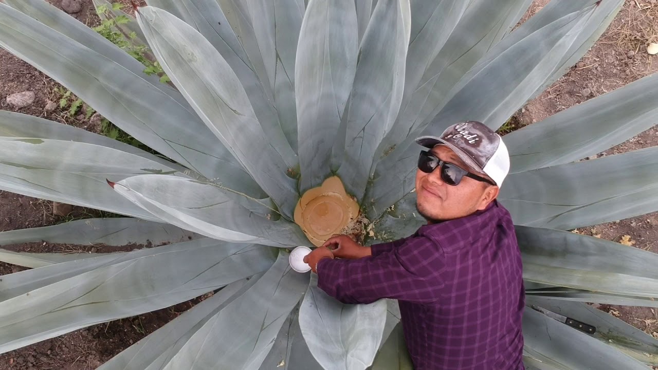 Sacando aguamiel y raspando el maguey - YouTube