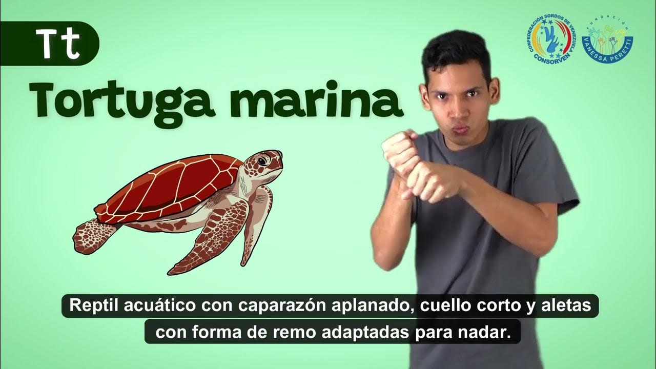 Diccionario Mis Primeras Señas - Tortuga marina - YouTube