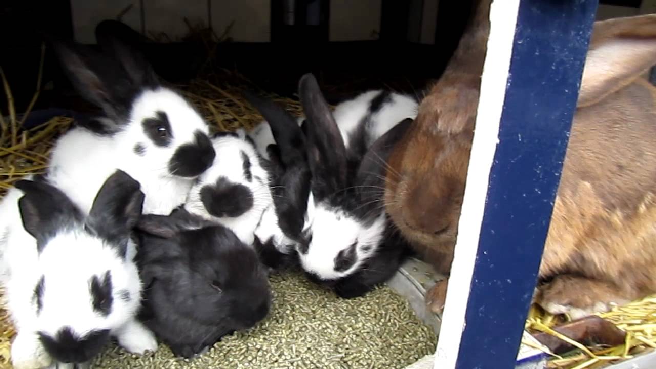 Jonge Lotharinger konijnen 5,5 weken oud - YouTube