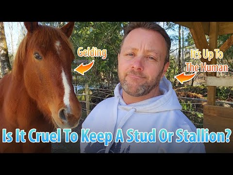 Is It Cruel Or Mean To Keep A Stallion?