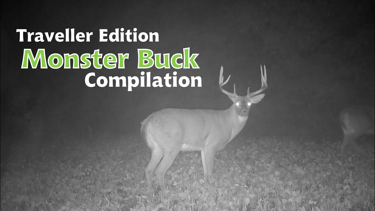 Monster Buck Compilation | Traveller Edition | The Trail Camera ...